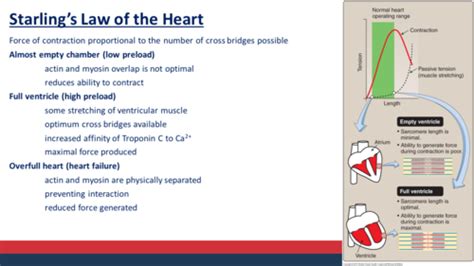 Cardiac Workload Sba Flashcards Quizlet