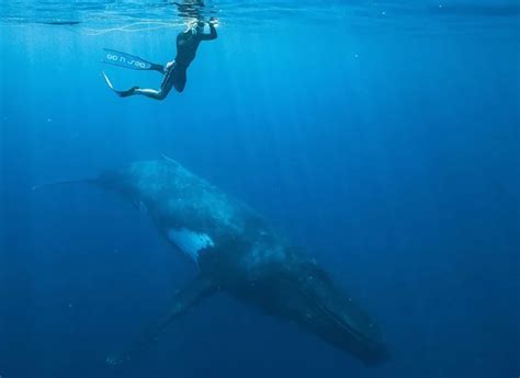 Watching Humpback Whales Tahiti Private Tour