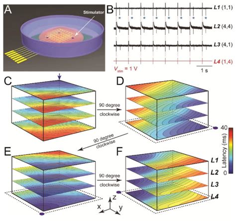 Mesh Nanoelectronics Seamless Integration Of Electronics With Tissues PMC