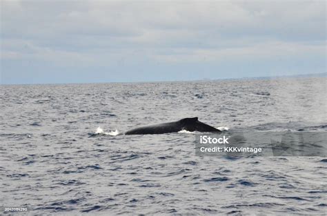 일본 오키나와의 고래 관찰 1월부터 3월까지 오키나와 주변의 바다는 활기가 넘칩니다 오키나와 섬 주변 바다에서 혹등고래를 볼 수 있는 시기입니다 0명에 대한 스톡 사진 및