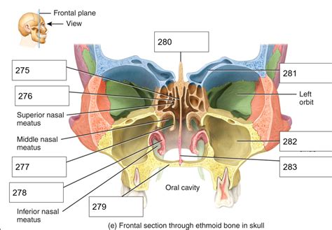 Anatomy Of Frontal Section Through Ethmoid Bone Diagram Quizlet