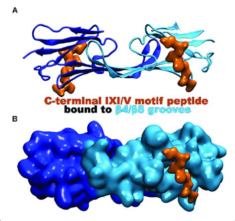 Hsp27 Crystal Structure Pdb 4mjh Co Crystallized With Peptide Mimic Download Scientific