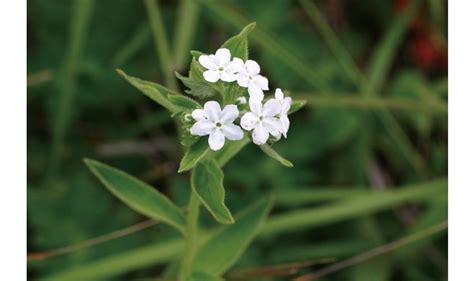 愛媛県レッドデータブック 高等植物 ムラサキ