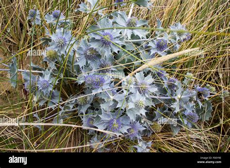 Sea Holly Eryngium Maritimum Plant On Dunes At Warren Beach Prestatyn