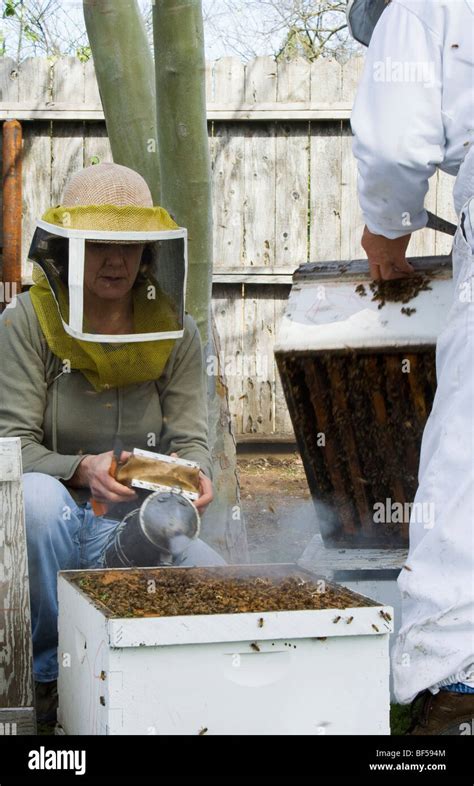 Researchers Inspect Honey Bee Apis Mellinera Hives To Determine The Health Of The Hive