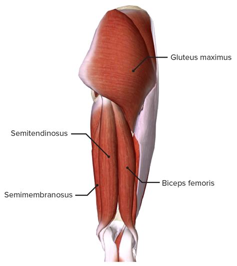 Hip Joint Anatomy Concise Medical Knowledge