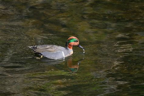 アメリカコガモ飛来中 マリンスケープ