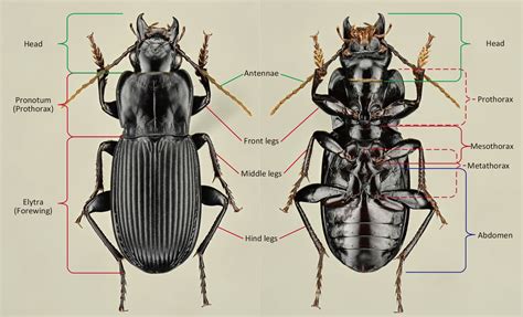 That Thing Behind The Head Understanding The Beetles Thorax Anatomy