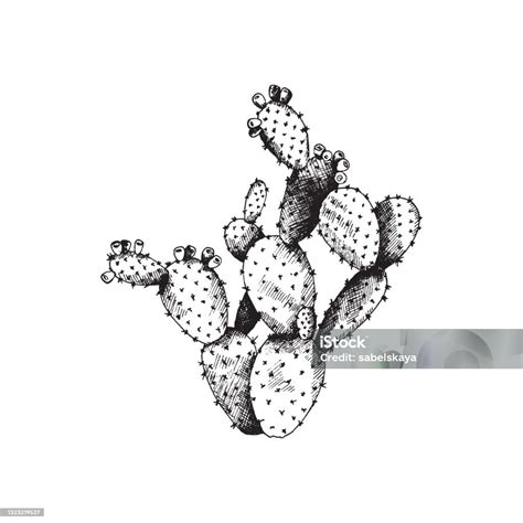 선인장 아편화꽃 야생 이국적인 식물 벡터 손으로 그린 일러스트 부채선인장에 대한 스톡 벡터 아트 및 기타 이미지 부채선인장 선인장 일러스트레이션 Istock