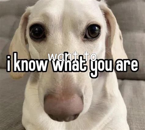 You Can Do It Meme Puppy