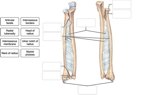 Answered Articular Facets Interosseous Borders Bartleby
