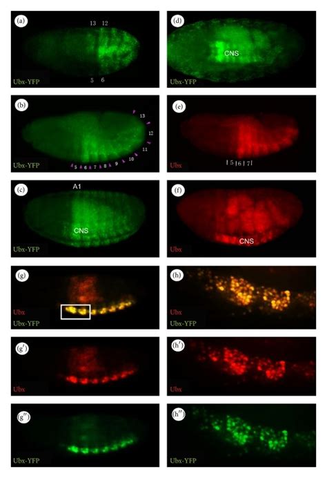 Ubx Yfp Expression Patterns During Embryogenesis Ad Ubx Yfp