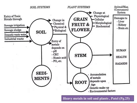 Impact Of Heavy Metals In Vegetable Crops Ppt
