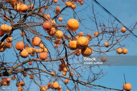 Pohon Kesemek Buah Kesemek Di Cabang Telanjang Pohon Kesemek Dengan
