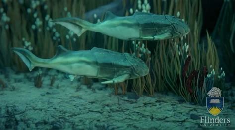 Ancient Fish In Scotland Invented Sexual Intercourse Millions Of Years Ago Study IBTimes