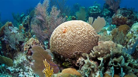 The Bleeding Reefs Understanding Coral Bleaching In Trinidad And