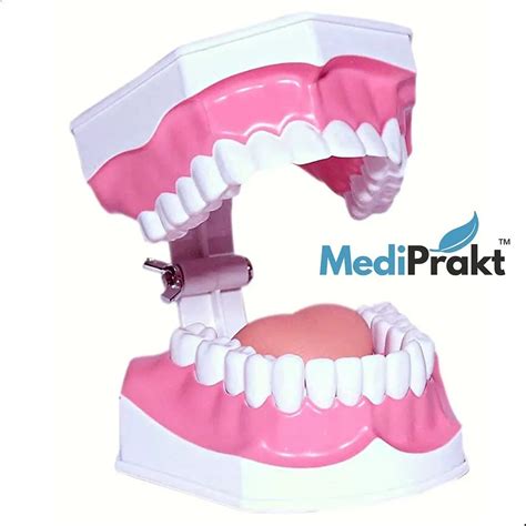 Mediprakt Colored Human Skull Life Size 14 Color Coded Regions Removable Mandible And