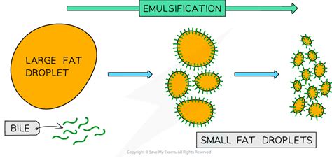 Emulsification Of Fats And Oils Cambridge O Level Biology Revision