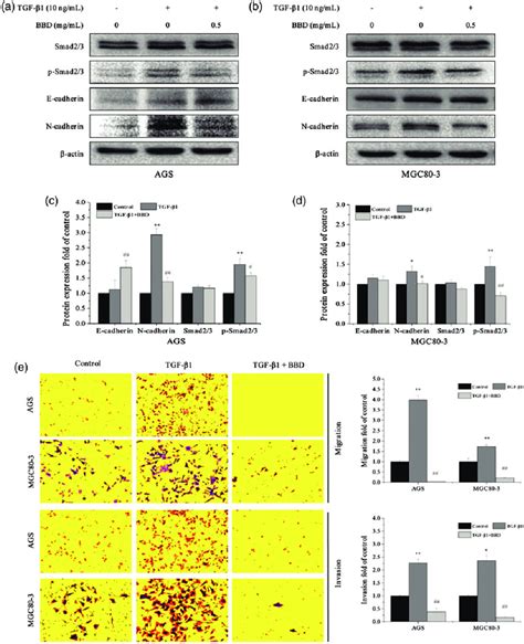 Babao Dan Bbd Inhibited Transforming Growth Factor Tgf B1 Induced