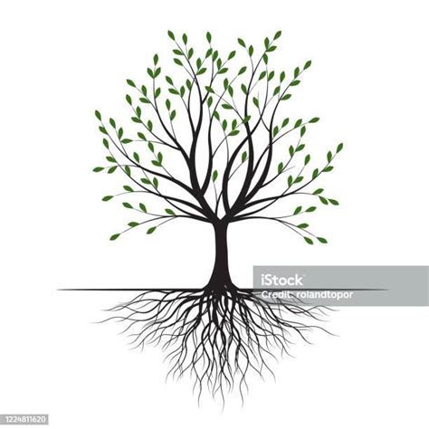 생명의 녹색 나무입니다 잎과 뿌리와 실루엣 모양 벡터 개요 그림입니다 정원에 식물 로열티 프리 벡터 오브젝트 생명의 나무에 대한