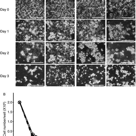 Primary Human Hepatocyte Culture Using Hepatocyte Selection Medium Download Scientific Diagram