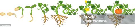 南瓜植物的生命週期根系南瓜種子從播種到開花結果的生長階段向量圖形及更多南瓜圖片 南瓜 生長 信息圖形 Istock
