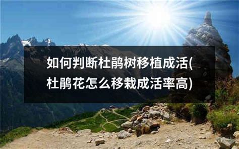 如何判断杜鹃树移植成活 杜鹃花怎么移栽成活率高 养花经验