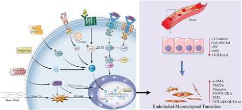 Influencing Factors And Canonical Signaling Pathways Of Download