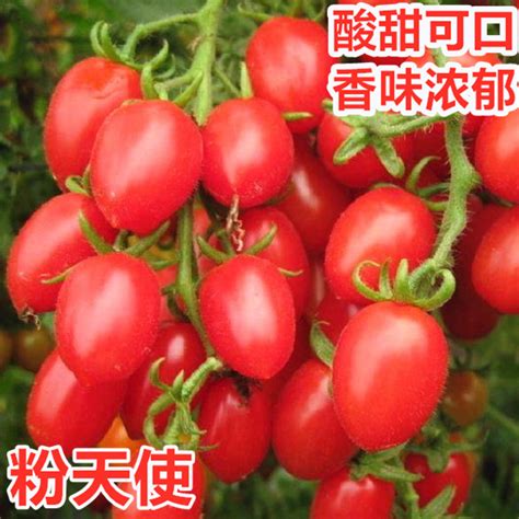 樱桃番茄种子西红柿种籽小圣女果高产甜度高特色小番茄包邮粉天使 凯凯1681