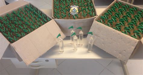 G1 Casal é Preso Com 360 Frascos De Lança Perfume No Norte De Sc