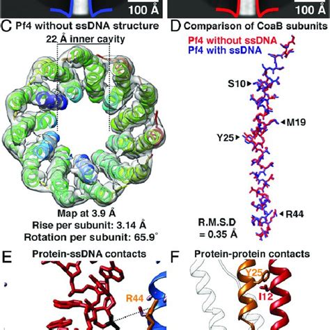 Cryo Em Structure Of Pf4 Phage At 3 2 Å Resolution A Cryo Em Image Download Scientific