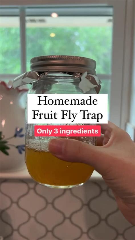 Best 12 Homemade Fruit Fly Trap With Apple Cider Vinegar Artofit