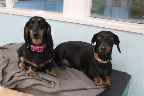 Sizzling Sausages Dm Consult