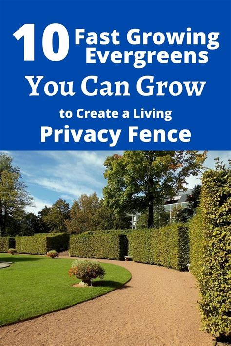 10 Fast Growing Evergreen Trees For Privacy ~ Garden Down South
