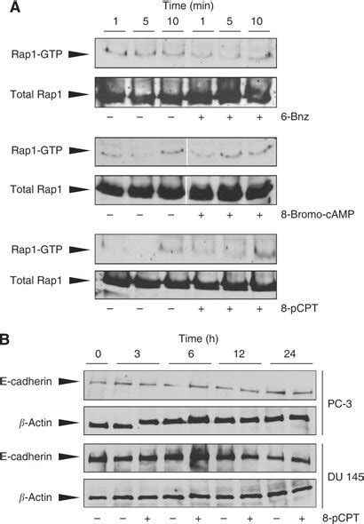 Epac Dependent Effects On E Cadherin Expression Activation Of Rap1 By