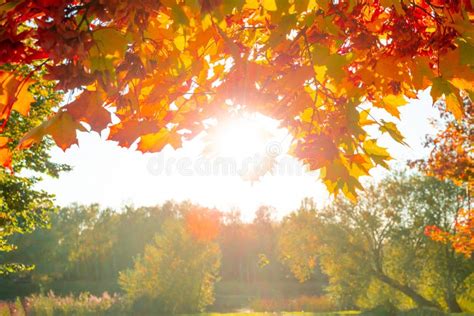 Autumn Leaves Fall Texture Stock Image Image Of Environment 263017357