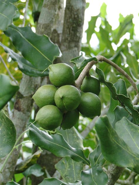 Macadamia Nut Tree Growing Zones In Kenya At Sybil Downing Blog