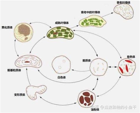 质体间相互转化图 图库 五毛网