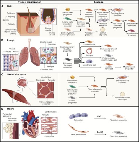 Fibroblasts Origins Definitions And Functions In Health And Disease