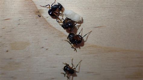 Ant Colony Can Play Dead To Keep Safe Midwest Times