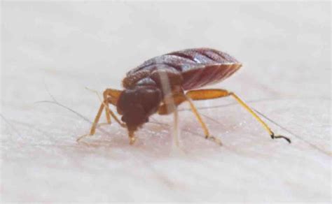 Infestation de punaises de lit tout ce que vous devez savoir pour vous en débarrasser