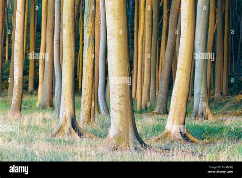 Beech Tree In Forest At Sunset Ghost Forest Gespensterwald