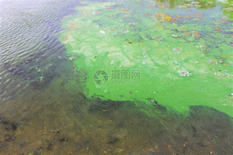 水面上的绿藻高清图片下载 正版图片504952294 摄图网