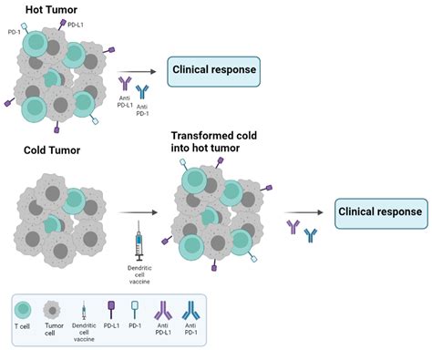 Cancers Free Full Text Dendritic Cells In Cancer Immunology And