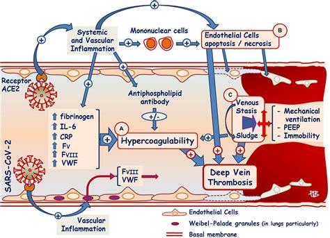 Role Of Inflammation In The Pathogenesis Of Decompensated