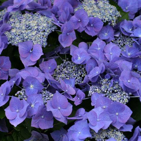 Buy Hydrangea Teller Blue 4litre Plant Bedwen Plants