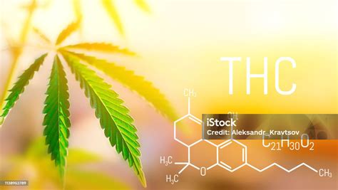 대마초 오일은 마리화나 식물과 환산 Thc 개념입니다 대 마 산업 농장 야외 성장 대마초 식물 따뜻한 아침 빛에 의해 조명 생활
