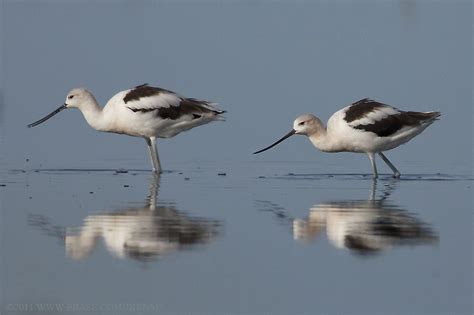 Swfloridabirder Feature Everglades Agricultural Area Part I