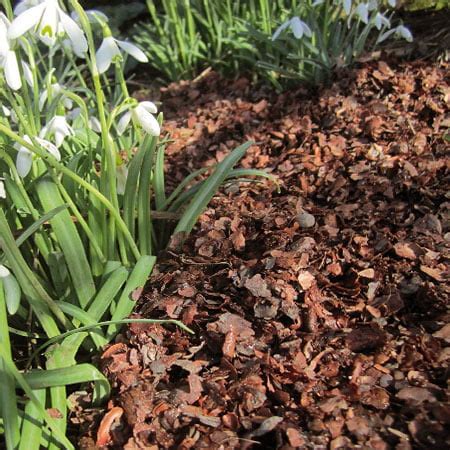 Cocoa Shells A Naturally Powerful Weed And Pest Deterrent