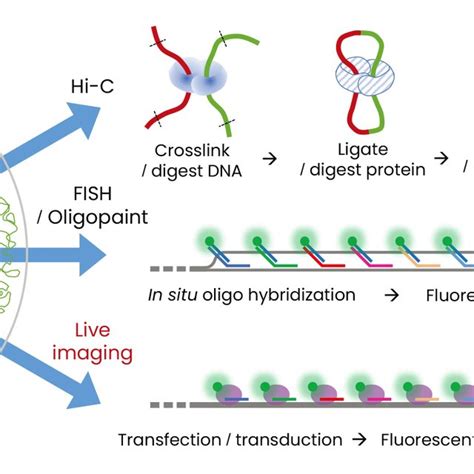 Schematic Procedures Of Various Techniques To Visualize Chromatin
